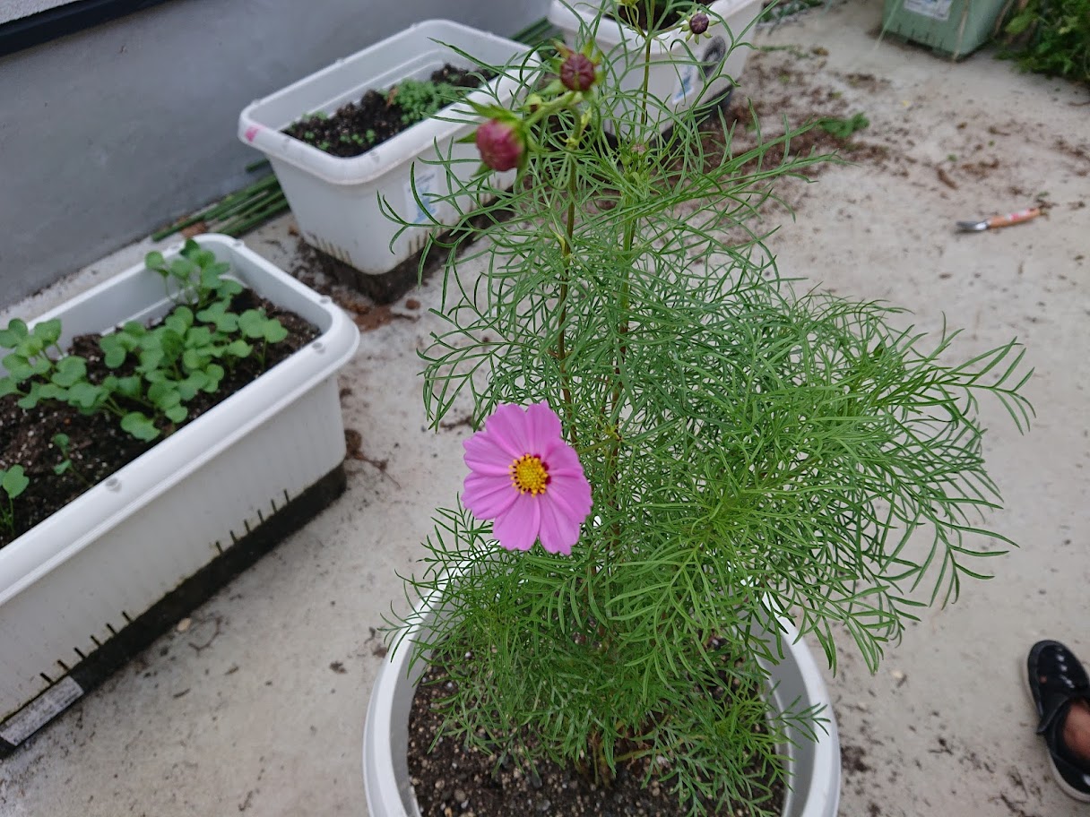 Memo: Japanese autumn flowers｜そのほかさんぶろぐ